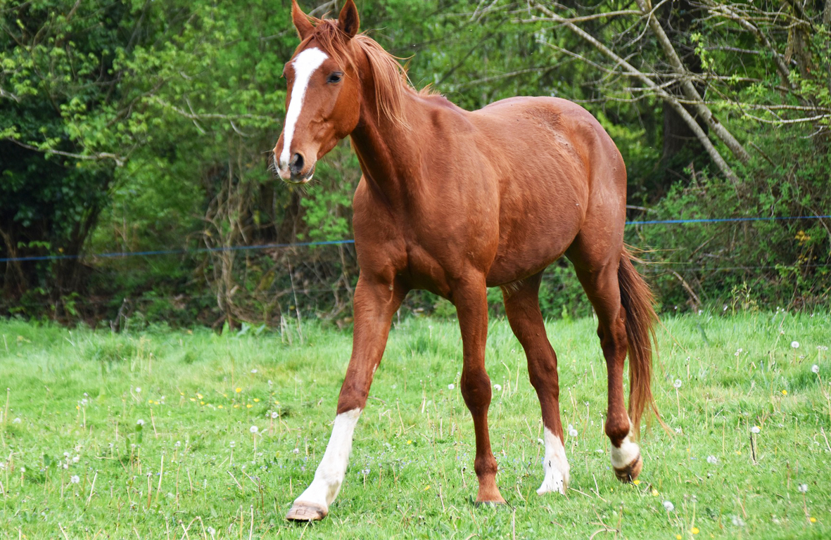 Cuanto come un caballo - RED ECUESTRE