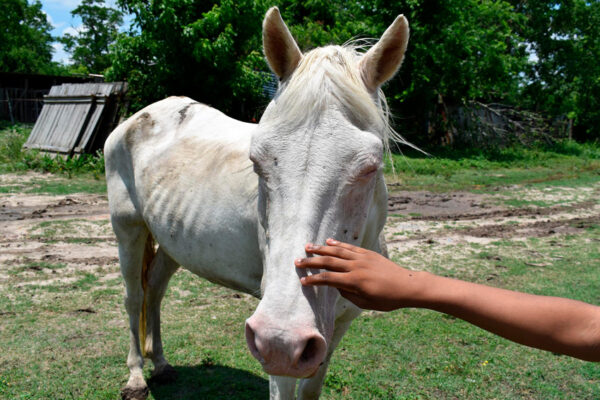 Anemia Infecciosa Equina - RED ECUESTRE