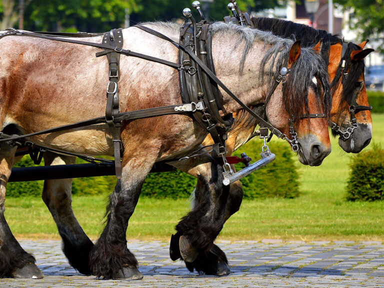Cuidado de los cascos del caballo - RED ECUESTRE