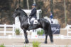 El Caballo Frisón - RED ECUESTRE
