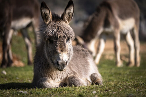 ¿Cuál es el verdadero maltrato animal? - RED ECUESTRE