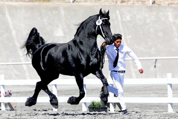 El Caballo Frisón - RED ECUESTRE