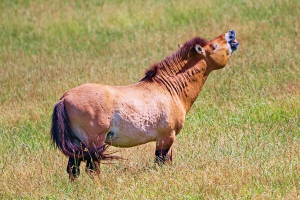 La visión del caballo - RED ECUESTRE
